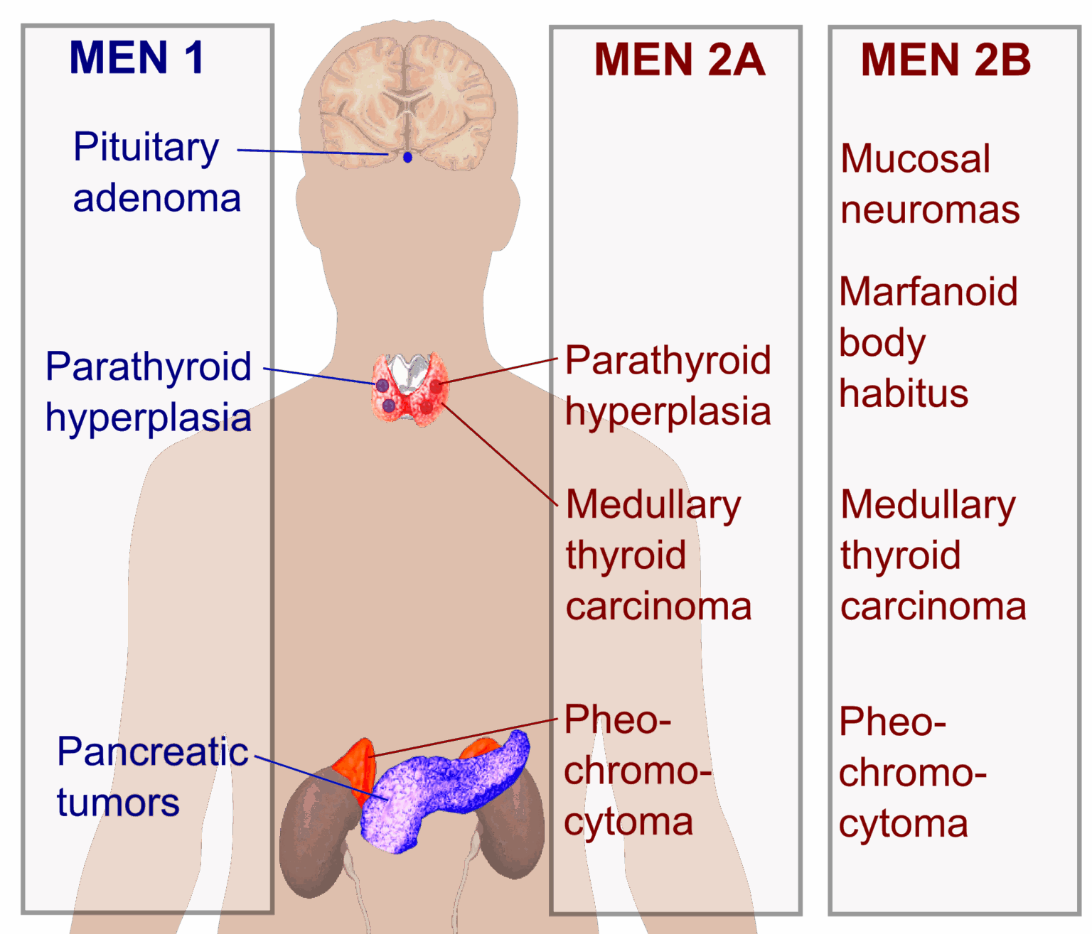 สมาคมต่อมไร้ท่อแห่งประเทศไทย – The Endocrine Society of Thailand
